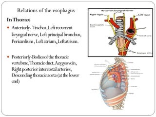 clinically oriented anatomy of Esophagous.pptx