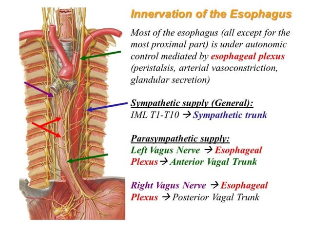 clinically oriented anatomy of Esophagous.pptx