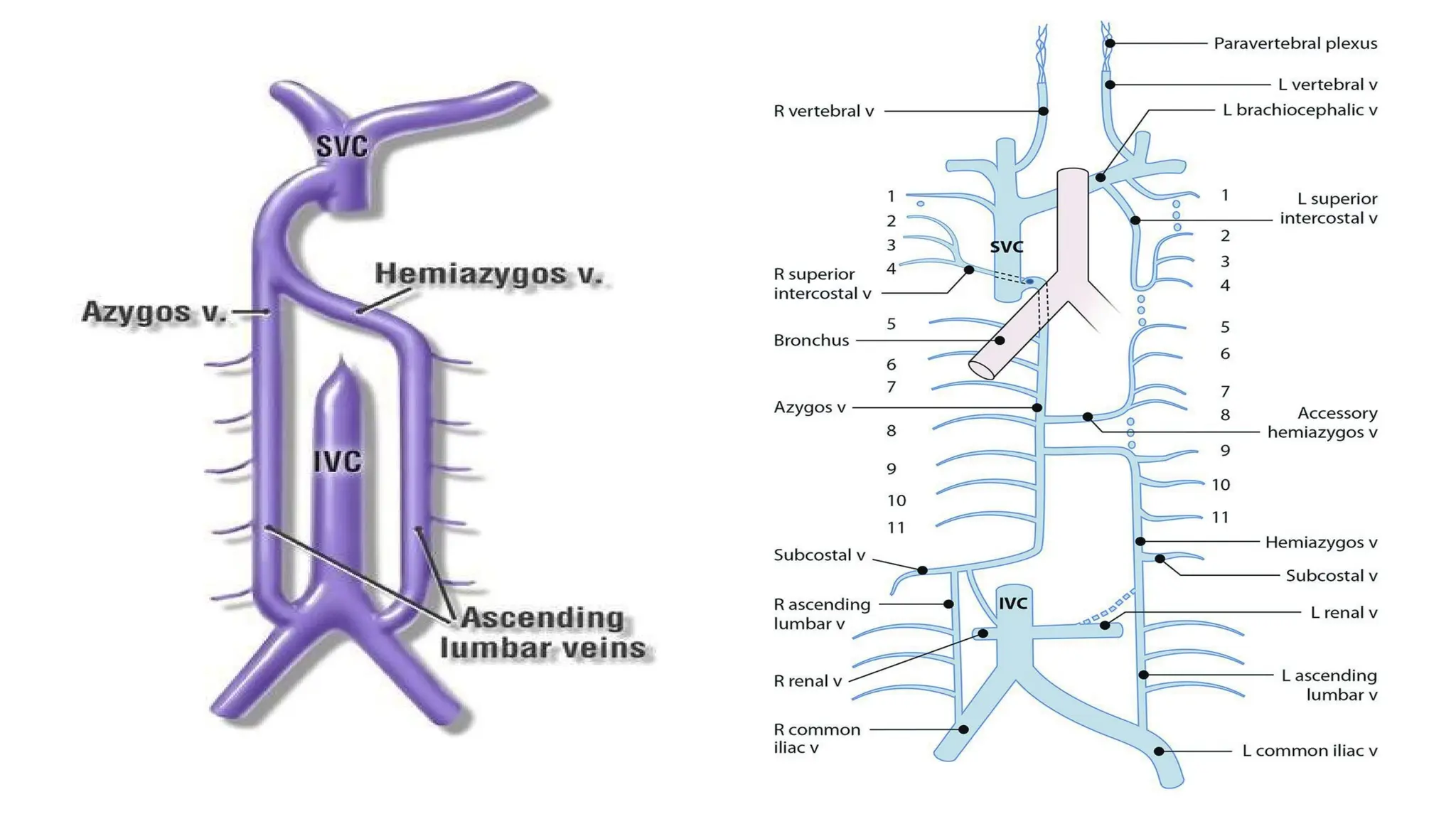venous drainage of thorax and abdomen including portal system | PPTX