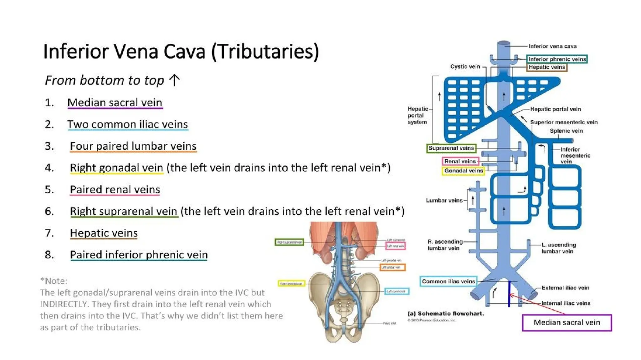 venous drainage of thorax and abdomen including portal system | PPTX