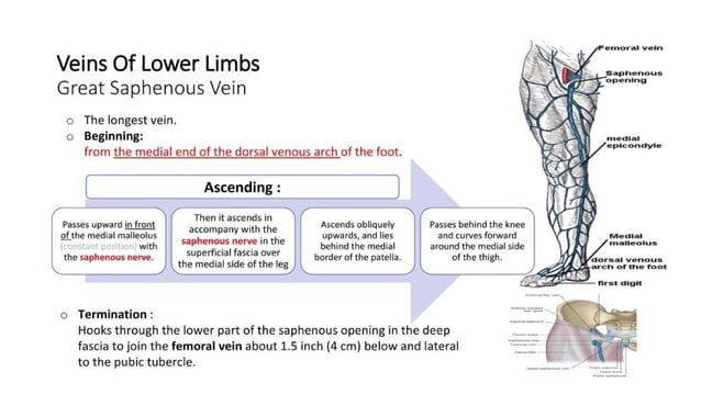 venous drainage of thorax and abdomen including portal system | PPTX ...