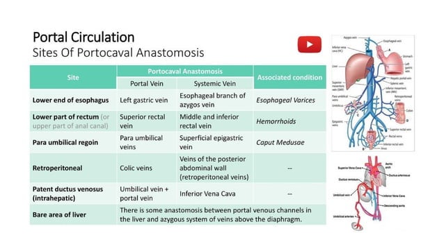 venous drainage of thorax and abdomen including portal system | PPTX ...