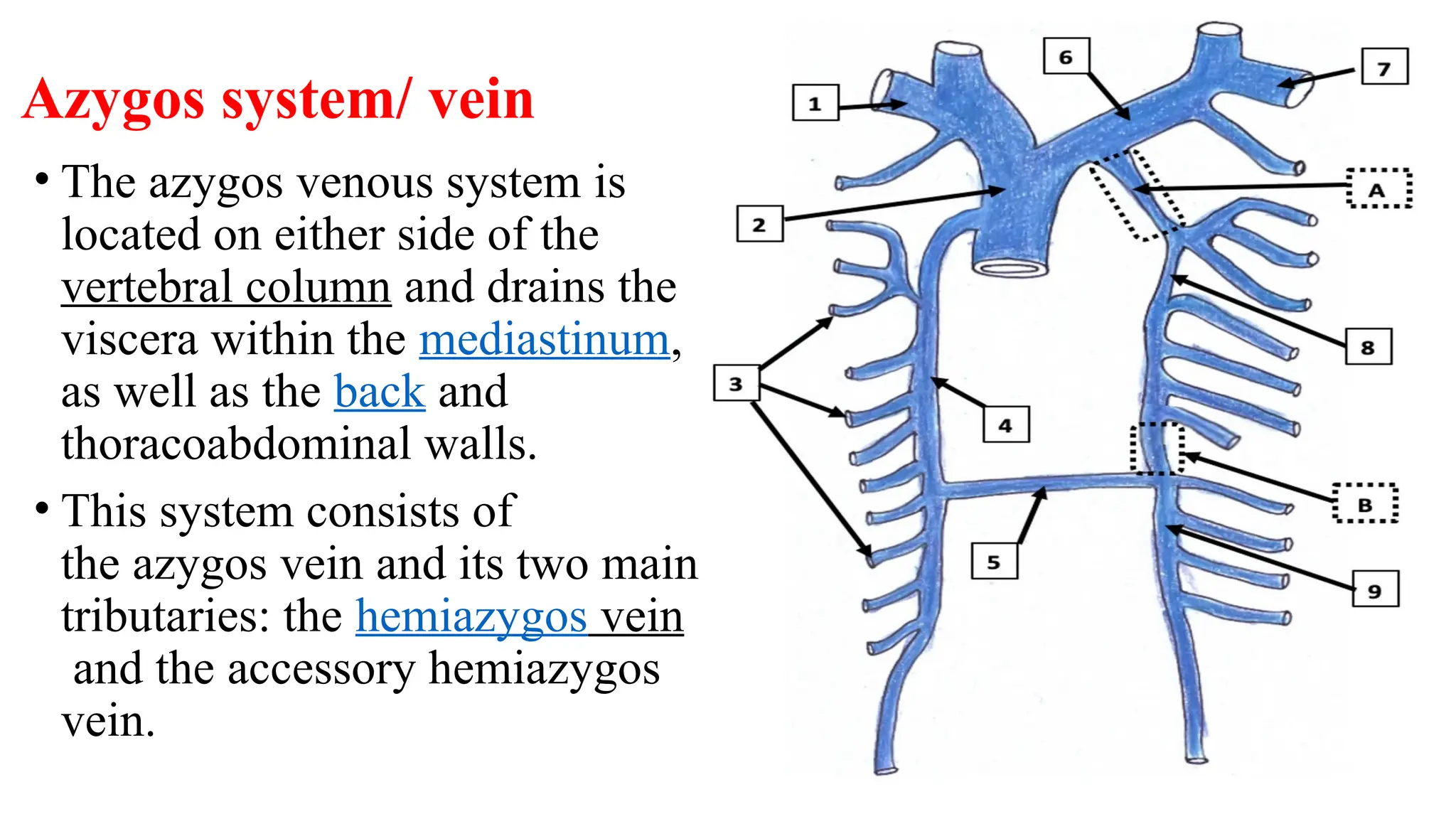 venous drainage of thorax and abdomen in human | PPTX