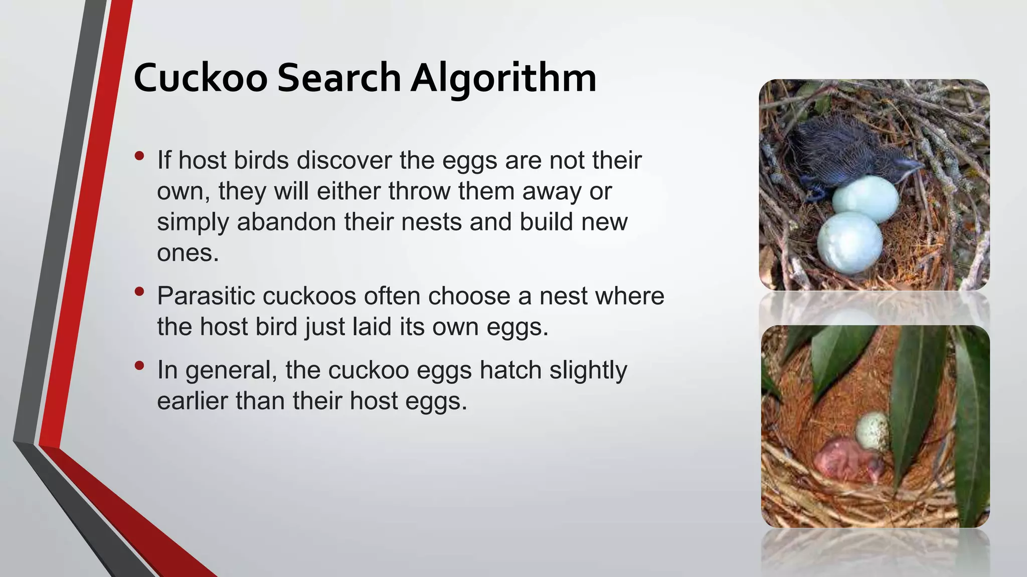Cuckoo Search Algorithm - Beyazıt Kölemen | PPTX | Birdwatching ...