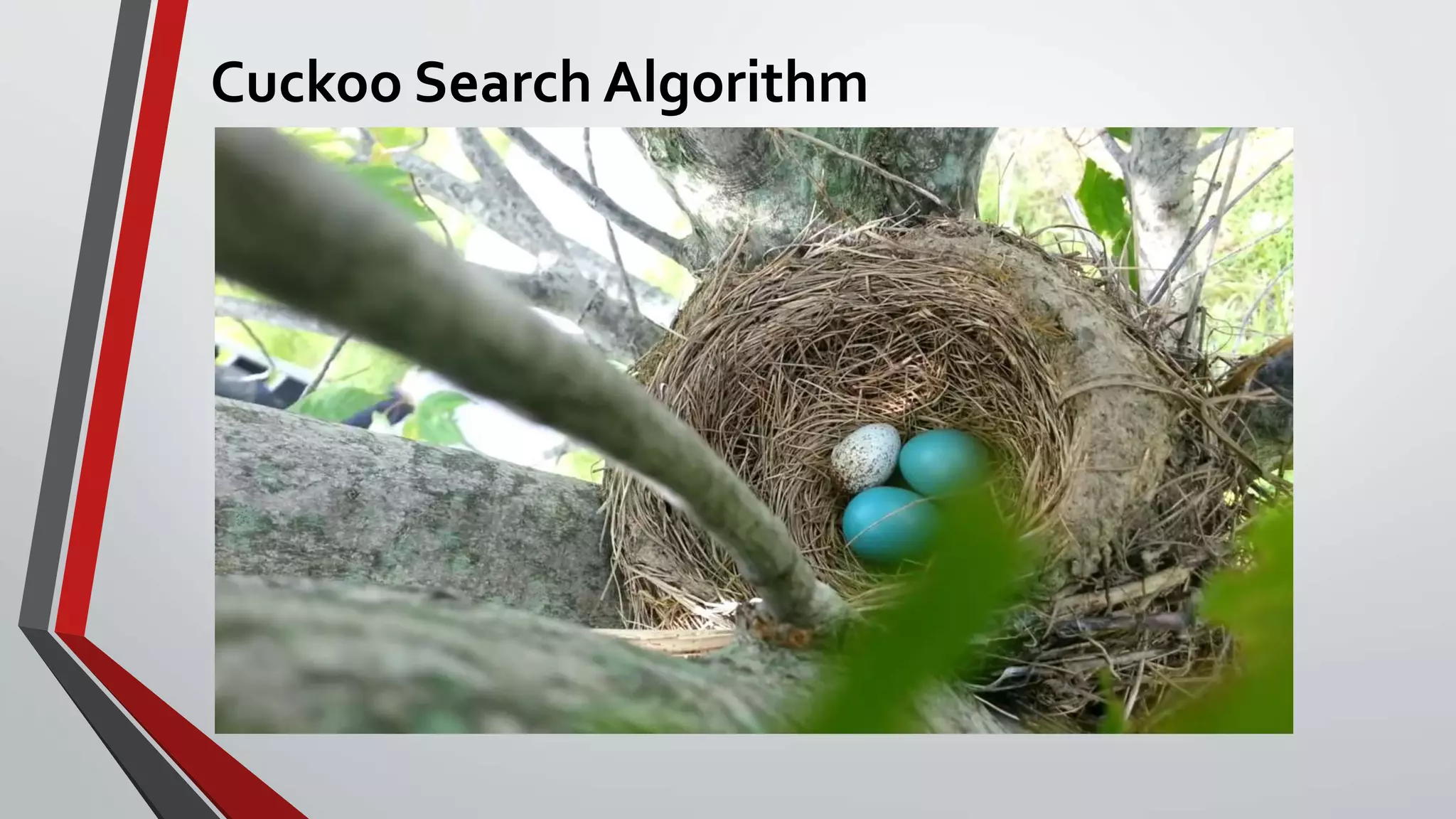 Cuckoo Search Algorithm - Beyazıt Kölemen | PPTX | Birdwatching | Hobbies & Interests