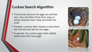 Cuckoo Search Algorithm - Beyazıt Kölemen