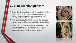 Cuckoo Search Algorithm - Beyazıt Kölemen | PPT