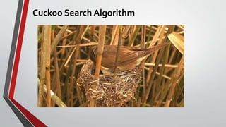 Cuckoo Search Algorithm - Beyazıt Kölemen | PPT