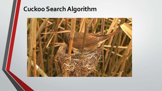 Cuckoo Search Algorithm - Beyazıt Kölemen