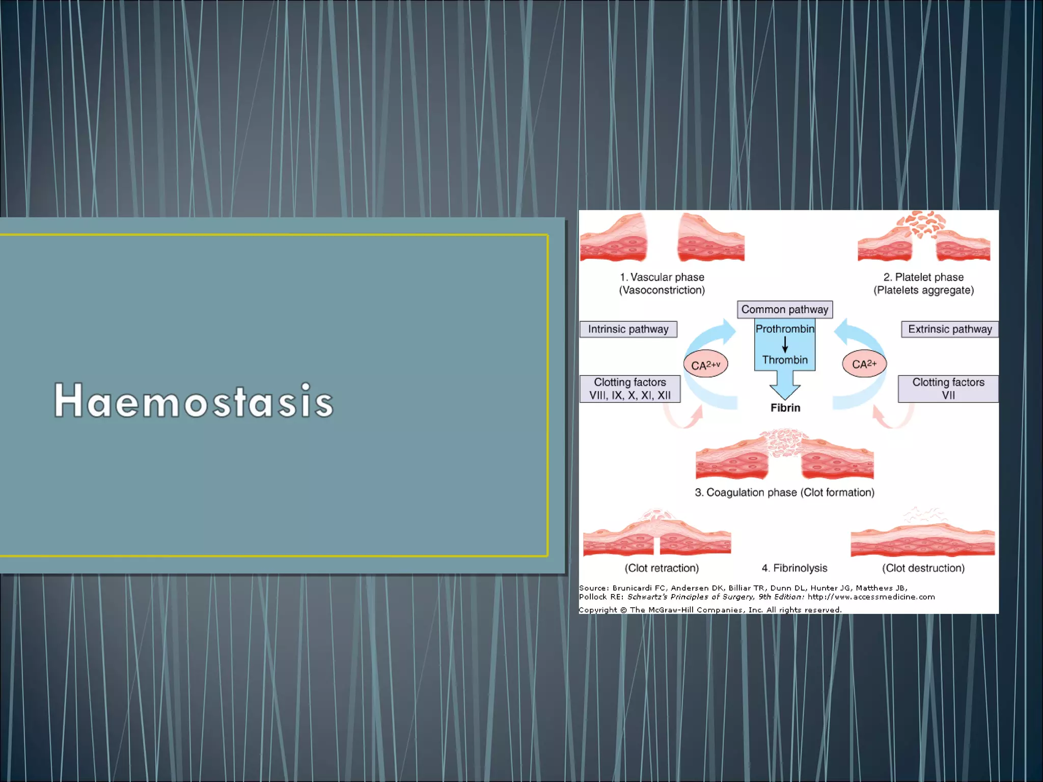 Haemostasis and Bleeding Disorders | PPT