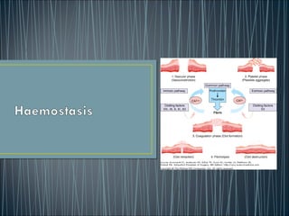Haemostasis and Bleeding Disorders | PPT