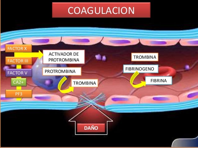 Formacion Del Coágulo | Coagulación Sanguínea: Mecanismos y Cascada de ...