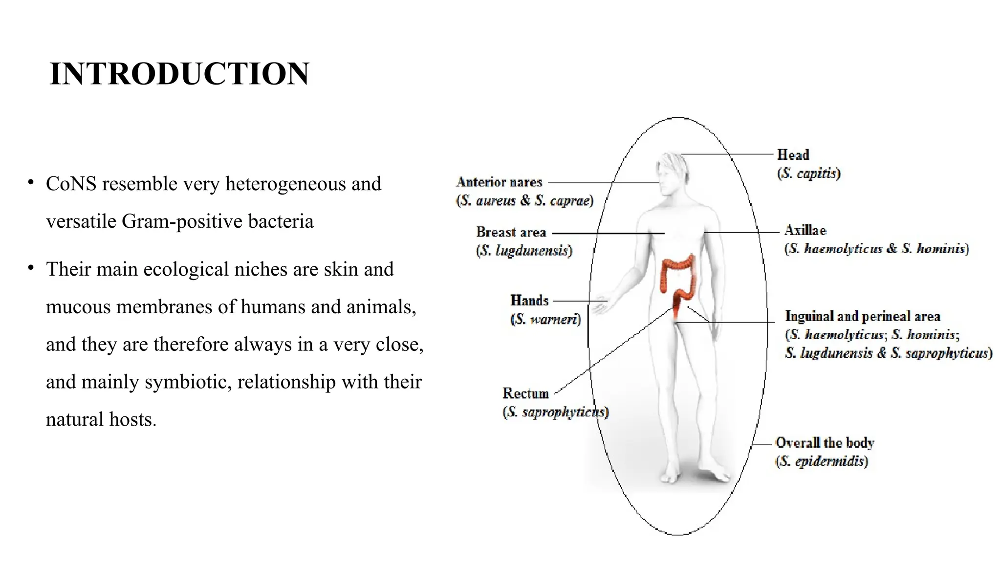 Coagulase-Negative Staphylococci (CoNS): Taxonomy, Pathogenesis ...