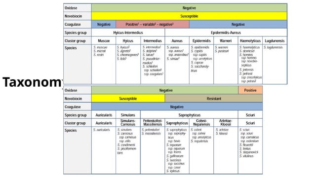 Coagulase-Negative Staphylococci (CoNS): Taxonomy, Pathogenesis ...