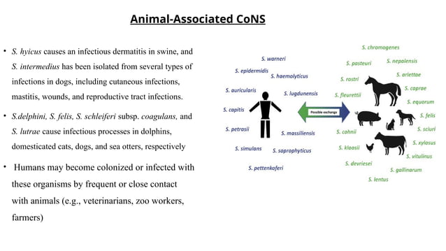 Coagulase-Negative Staphylococci (CoNS): Taxonomy, Pathogenesis ...