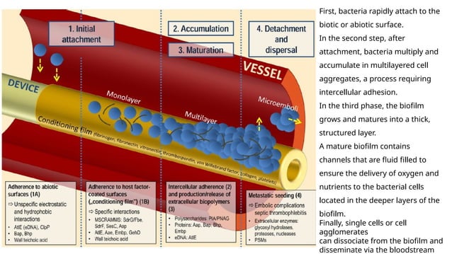 Coagulase-Negative Staphylococci (CoNS): Taxonomy, Pathogenesis ...