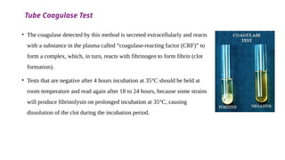 Coagulase-Negative Staphylococci (CoNS): Taxonomy, Pathogenesis ...