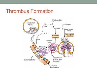 Coagulation | PPTX