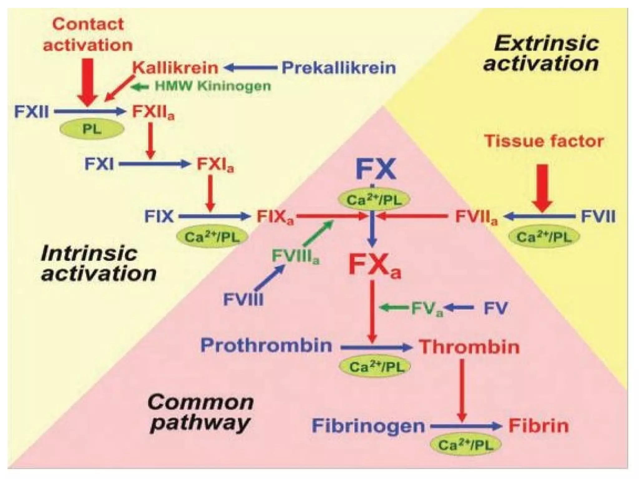 Interpretation of PT and PTT in coagulation disorders | PPT