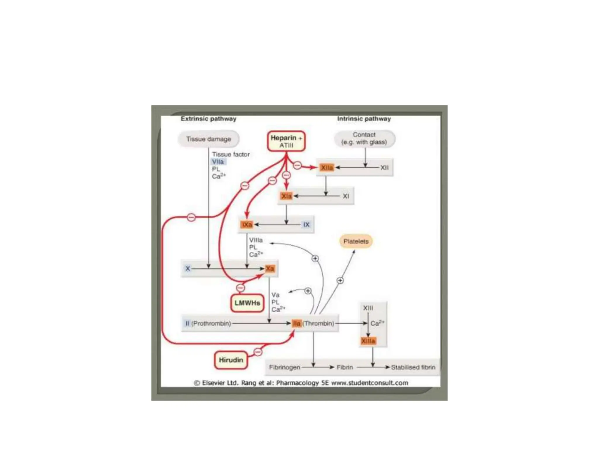 Coagulation pathway , its mechanism and drugs affecting the pathway | PPTX