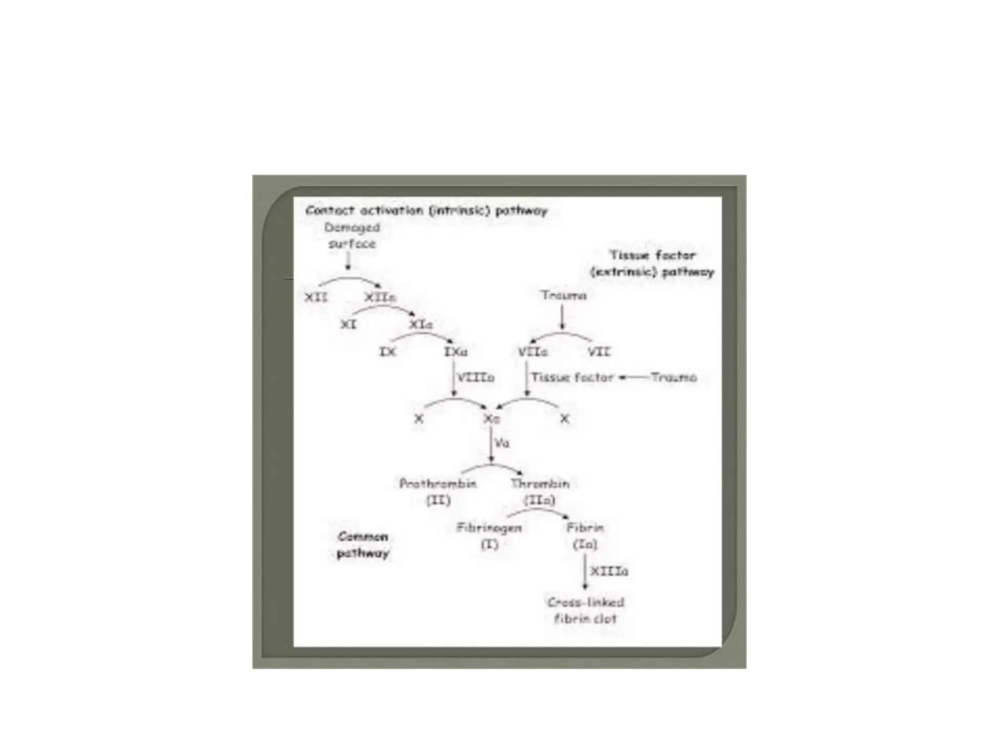 Coagulation pathway , its mechanism and drugs affecting the pathway | PPTX
