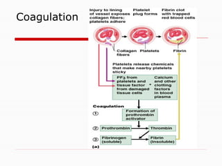 Coagulation-Cascade and the lab tests in humans.pptx