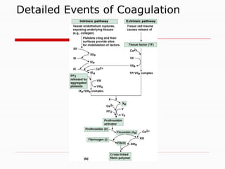 Coagulation-Cascade and the lab tests in humans.pptx