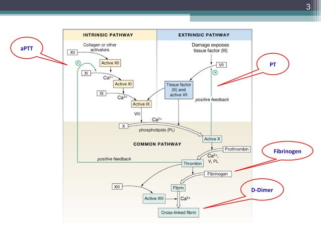 Coagulation assays part 1 | PPT