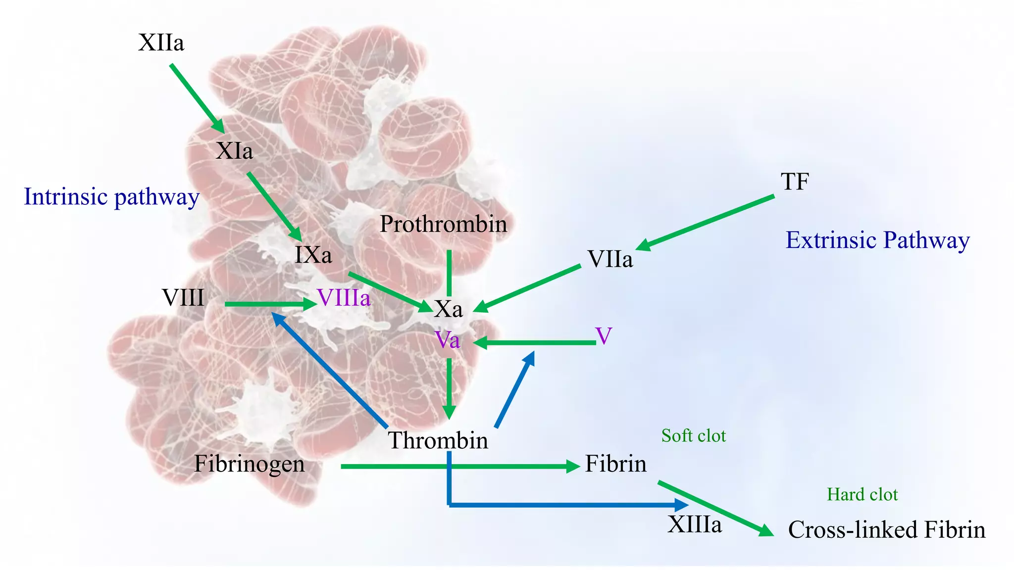 Coagulation cascade | PPTX