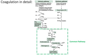 Coagulation cascade | PPTX