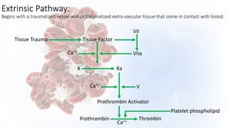 Coagulation cascade | PPTX