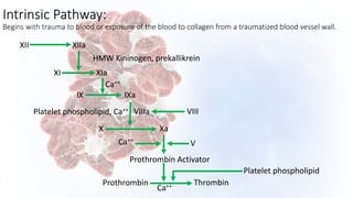 Coagulation cascade | PPTX