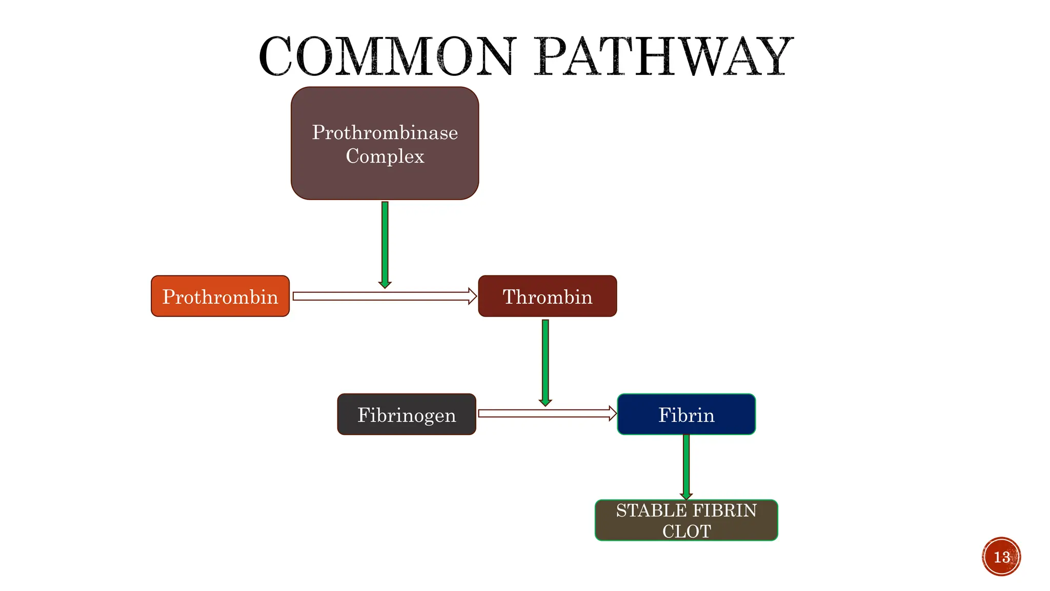 Coagulation Cascade With Primary And Secondarypptx