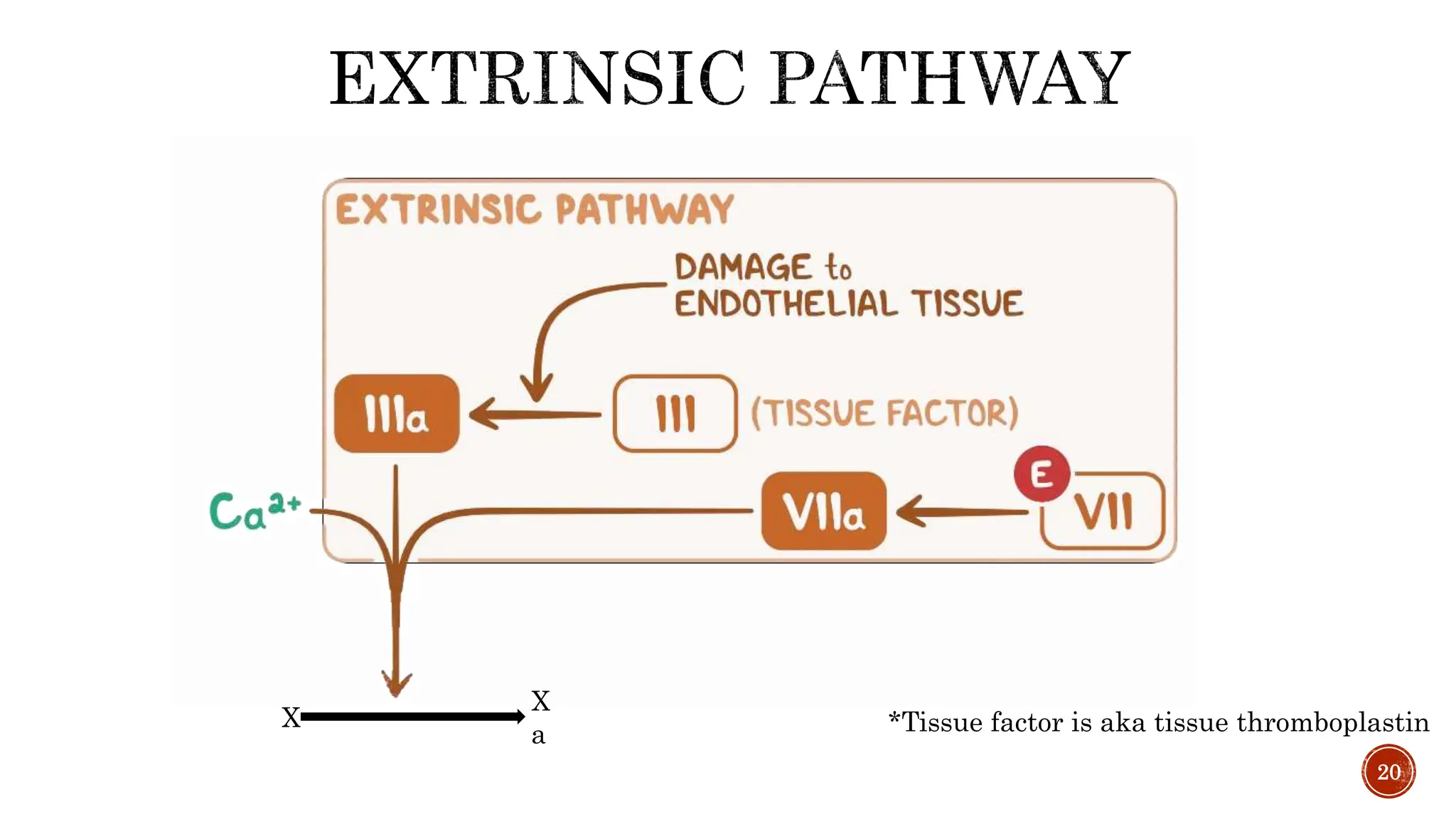 Coagulation Cascade with primary and secondary.pptx