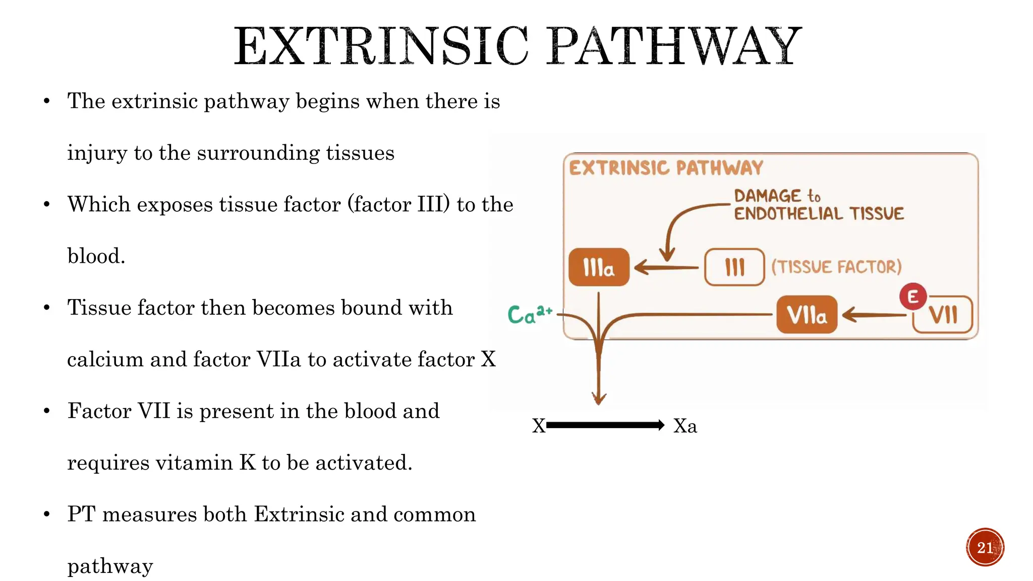 Coagulation Cascade with primary and secondary.pptx