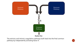 Coagulation Cascade with primary and secondary.pptx