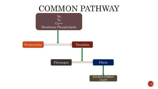 Coagulation Cascade with primary and secondary.pptx