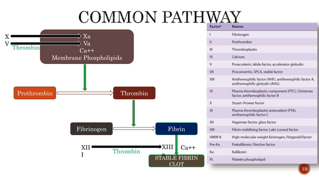 Coagulation Cascade with primary and secondary.pptx