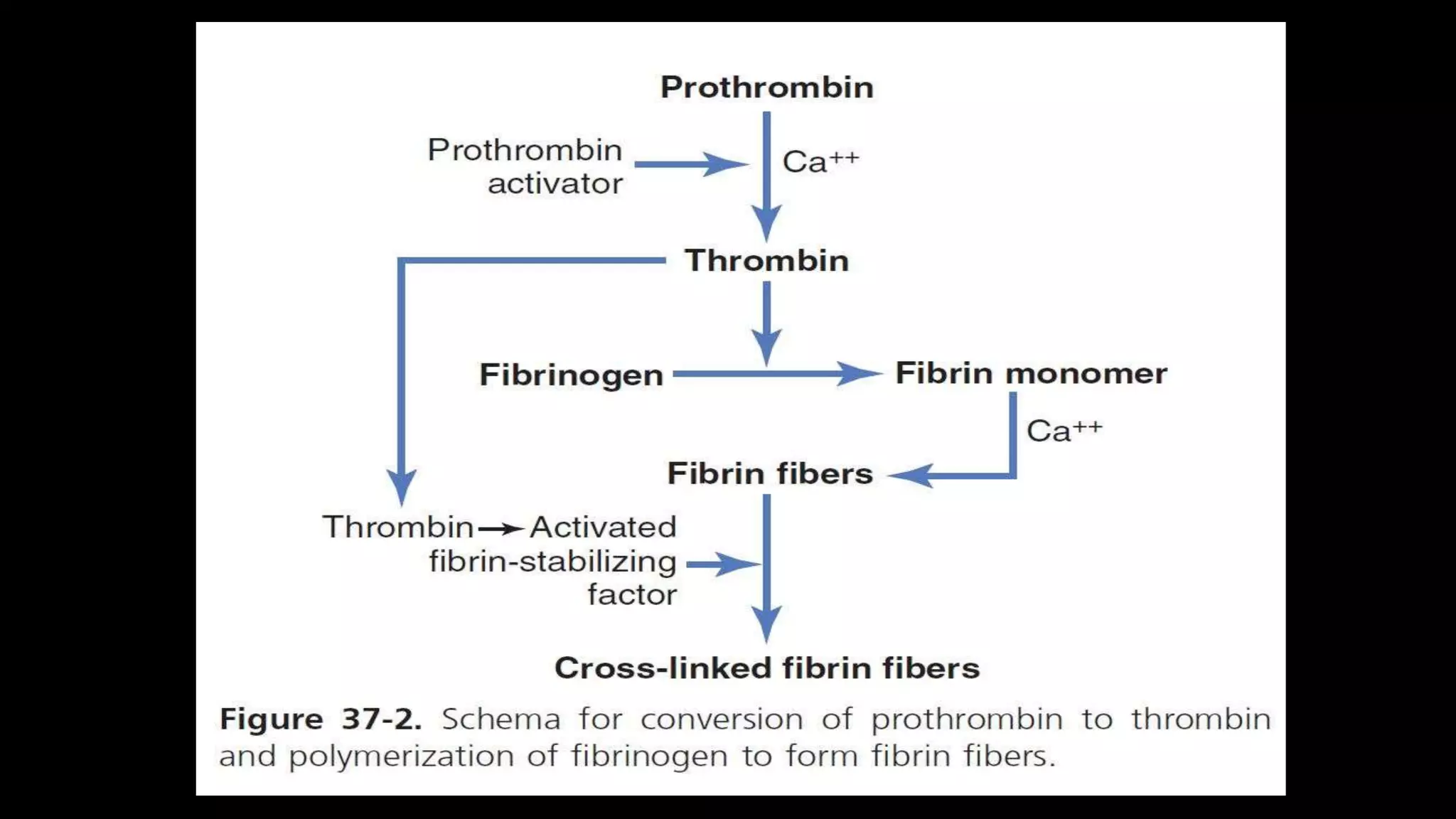 Coagulation cascade & anticoagulants | PPTX