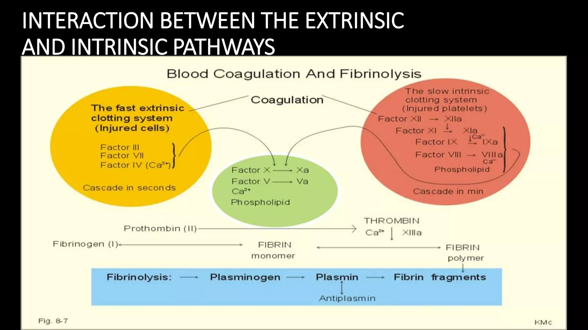 Coagulation cascade & anticoagulants | PPTX