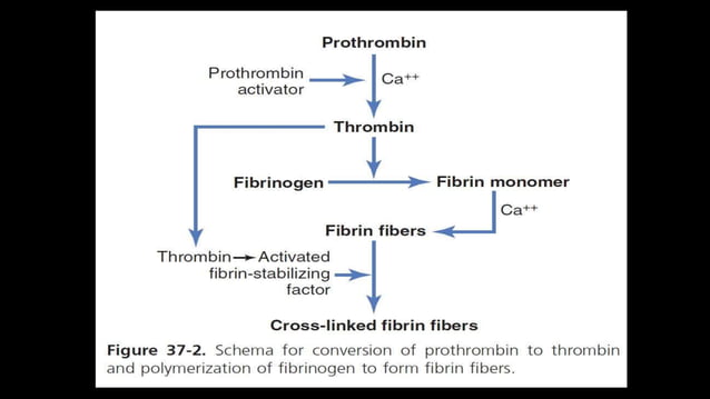 Coagulation cascade & anticoagulants | PPTX | Blood Disorders ...