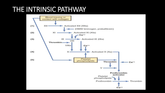 Coagulation cascade & anticoagulants | PPTX | Blood Disorders ...