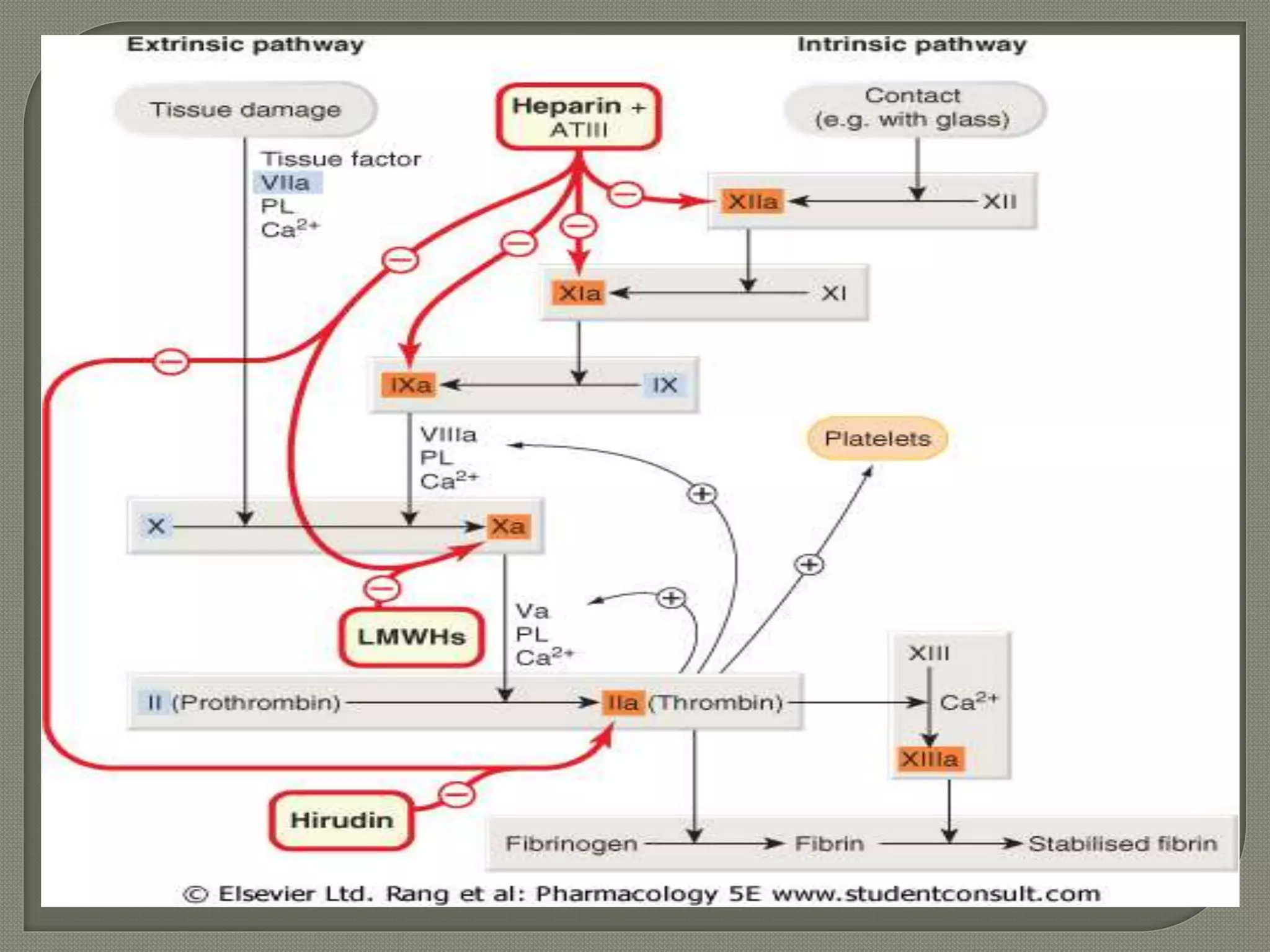 Coagulation cascade | PPTX