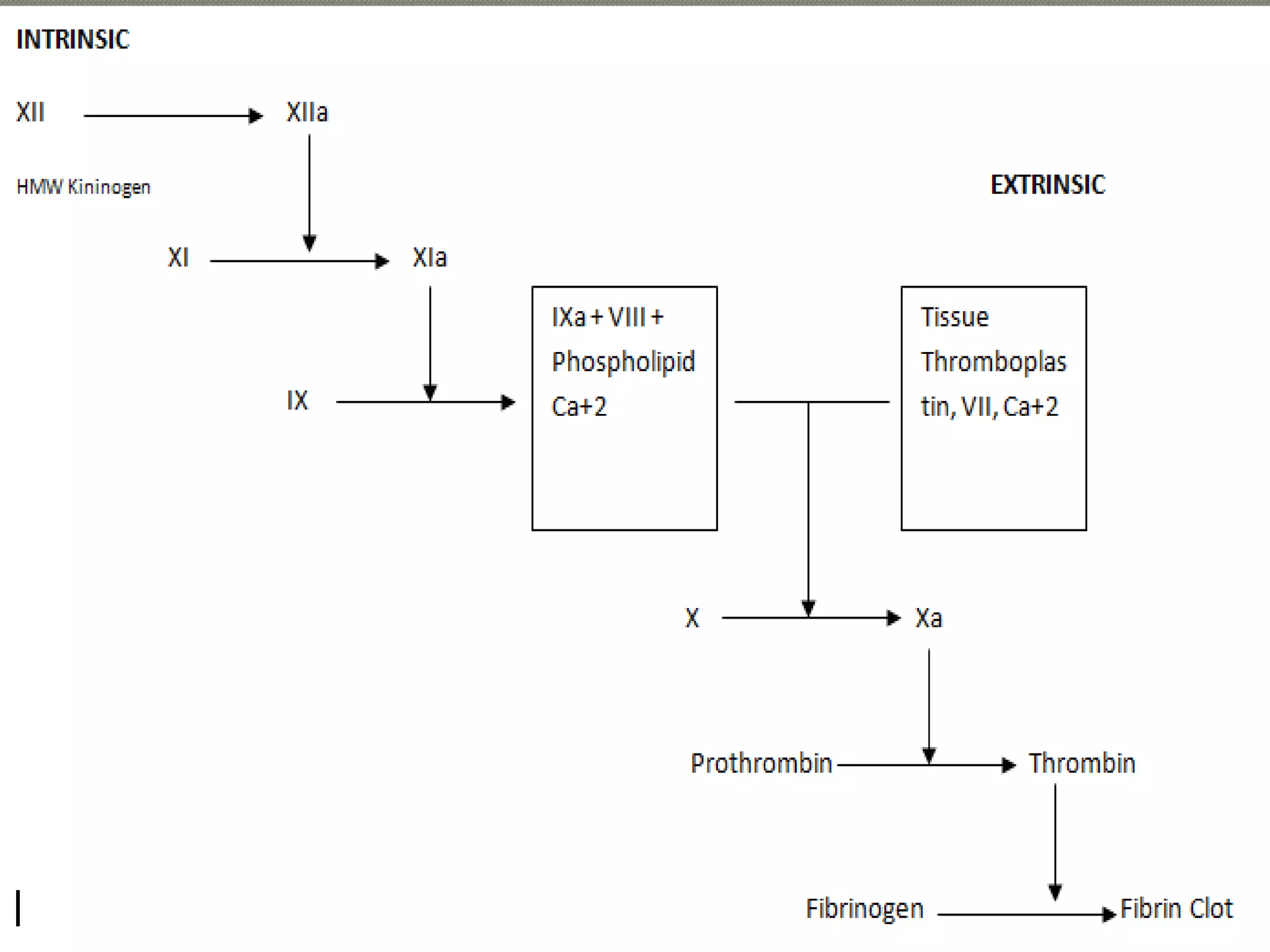 Coagulation cascade | PPTX