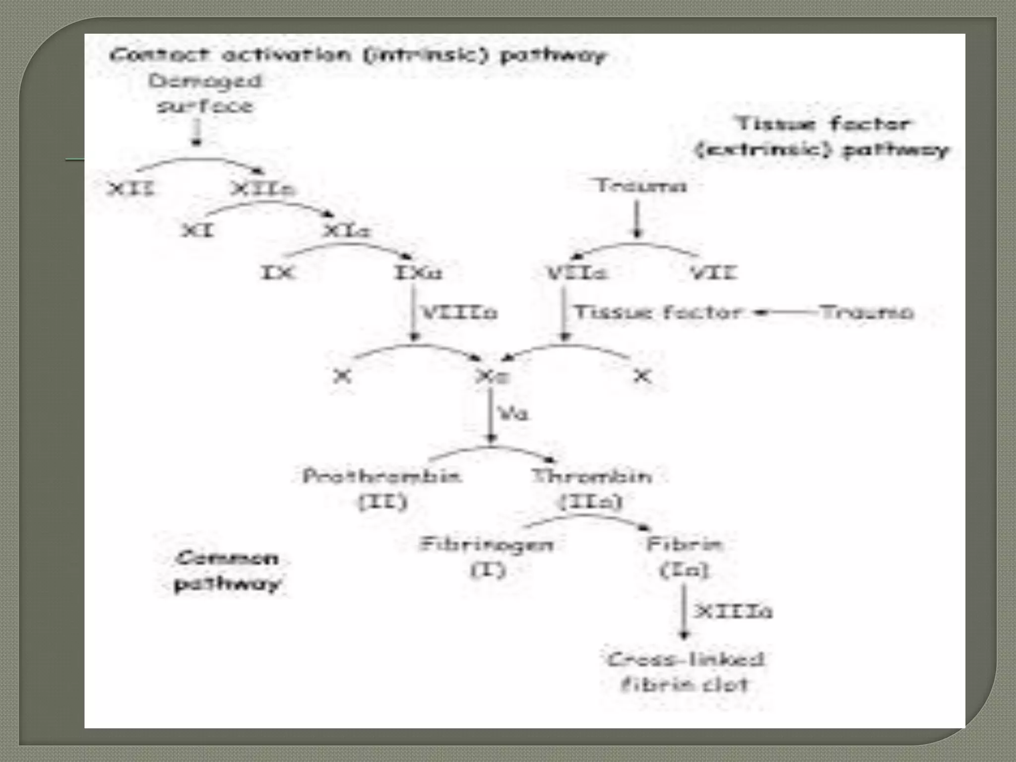 Coagulation cascade | PPTX