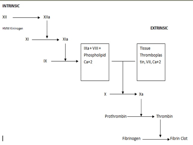 Coagulation cascade | PPTX
