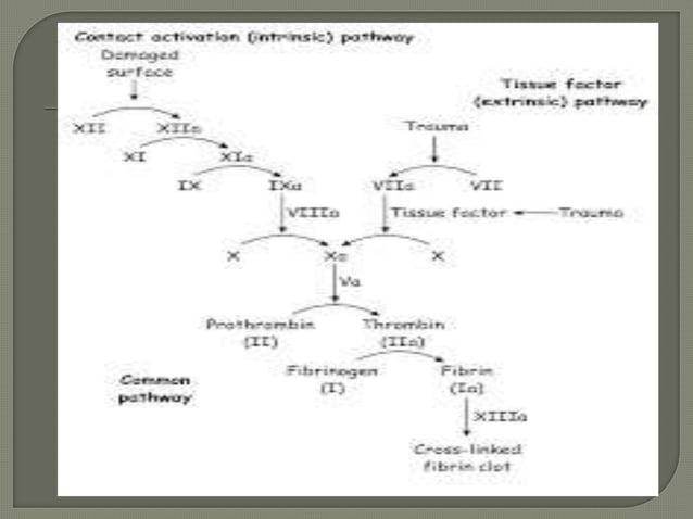 Coagulation cascade | PPTX