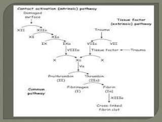 Coagulation Cascade Diagram