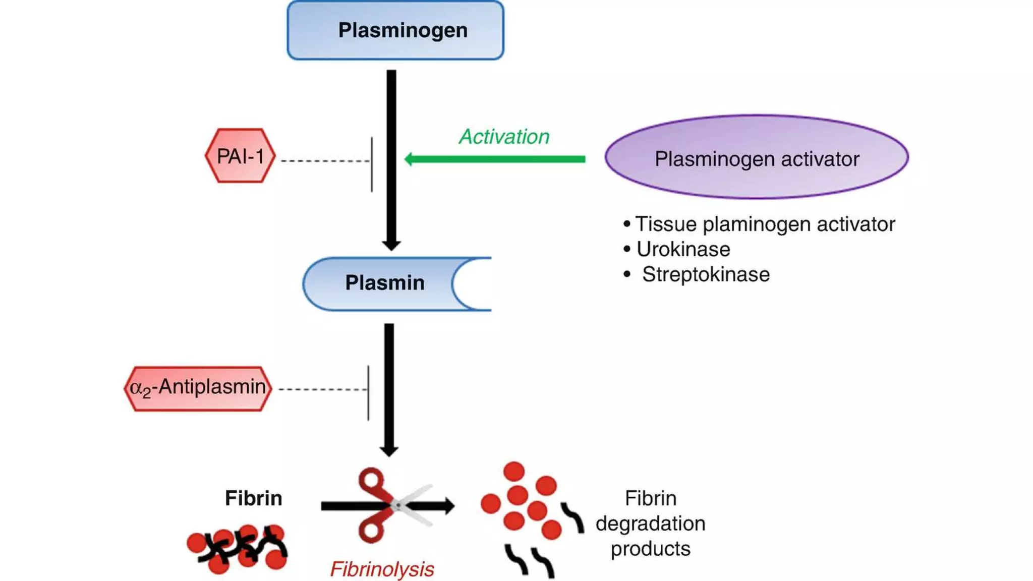 Coagulation cascade & Fibrinolytic Mechanisms.PPTX