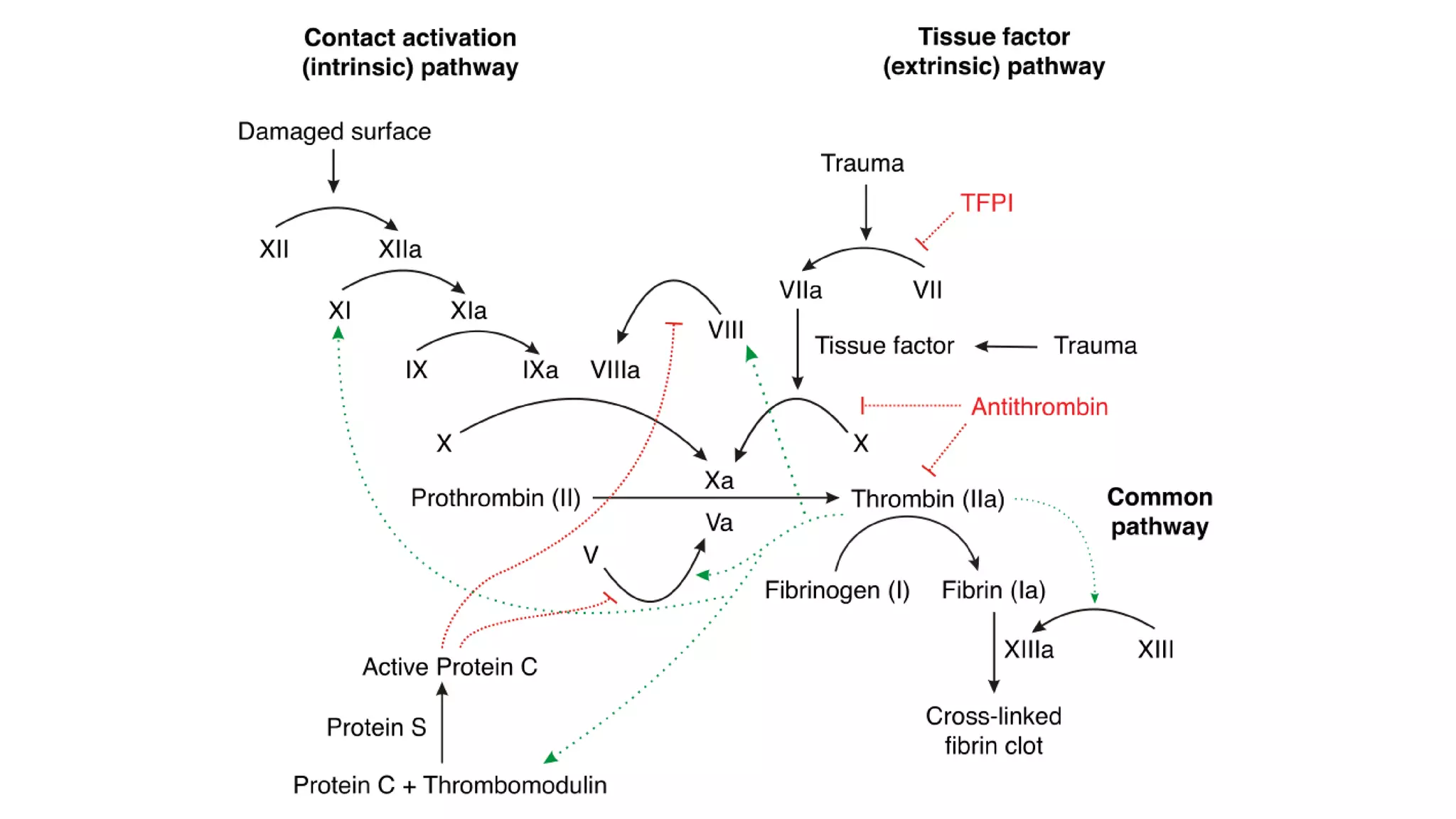 Coagulation cascade & Fibrinolytic Mechanisms.PPTX